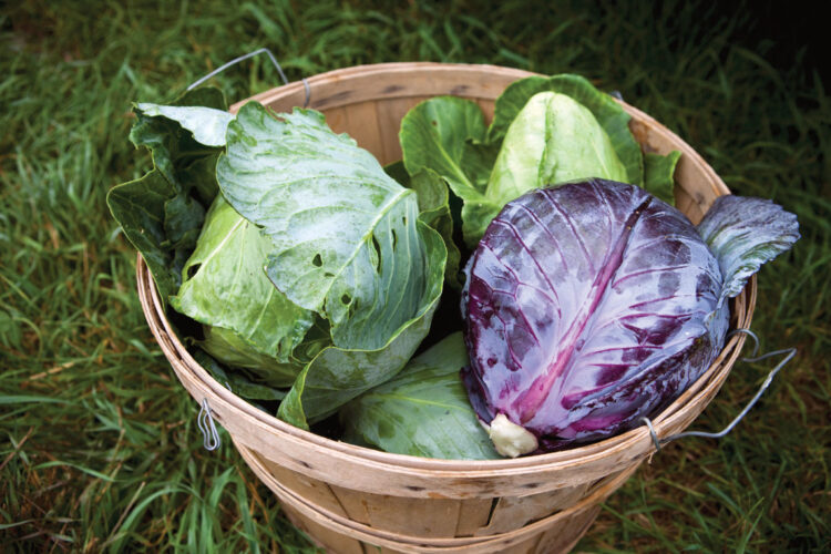 Best Crops For A Self Sufficient Garden Plan – Mother Earth News